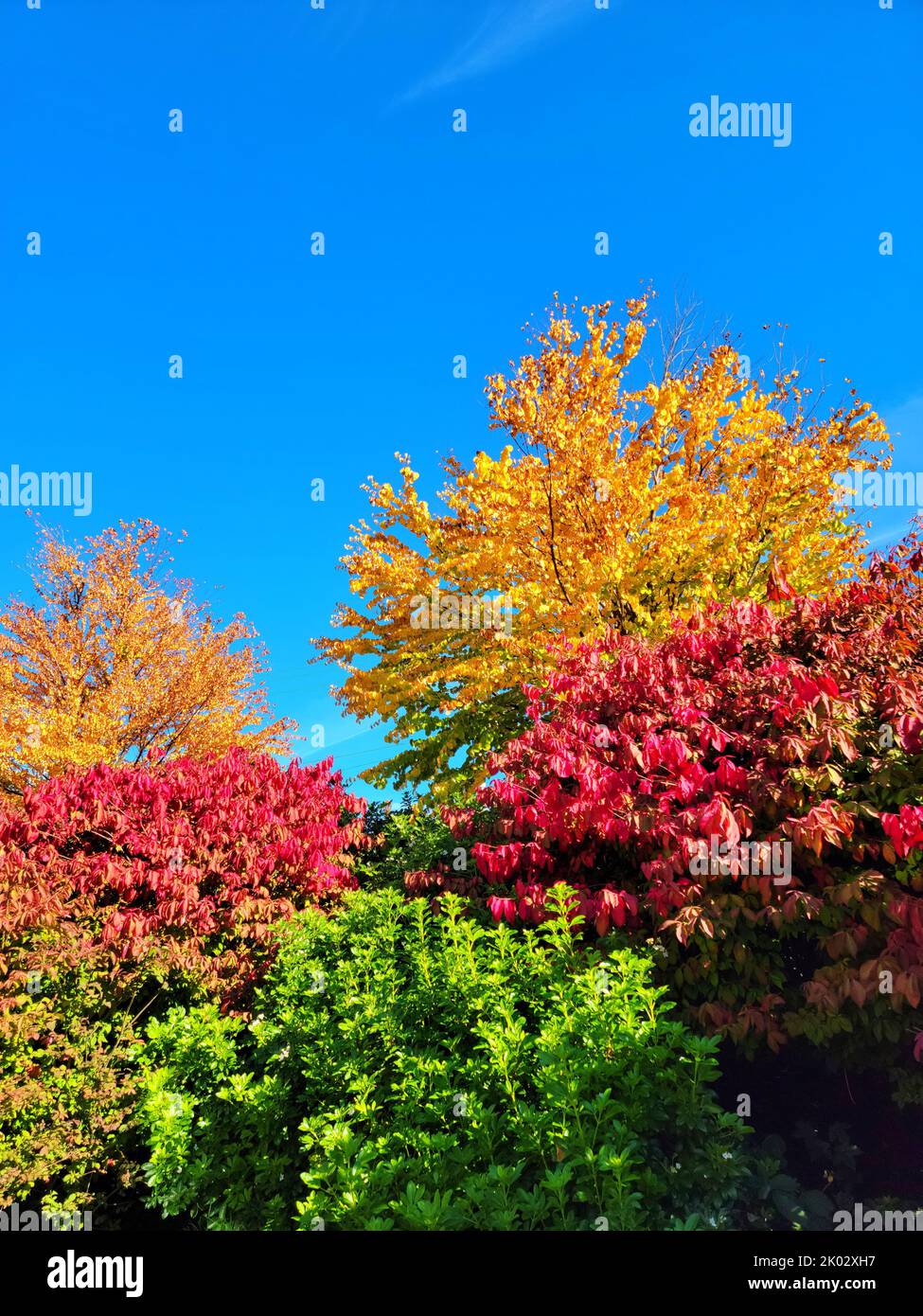 a vertical shot of trees changing colors during autumn Stock Photo - Alamy