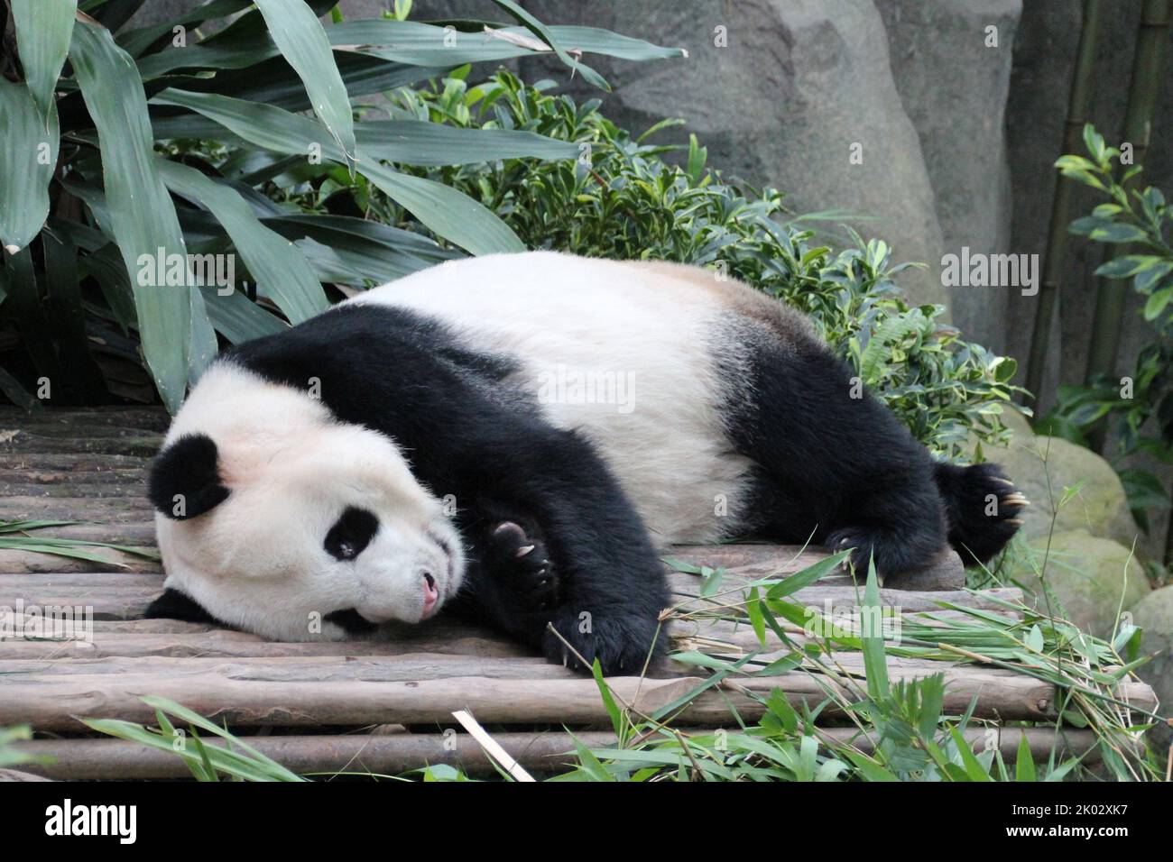 giant panda in a zoo in singapore Stock Photo - Alamy