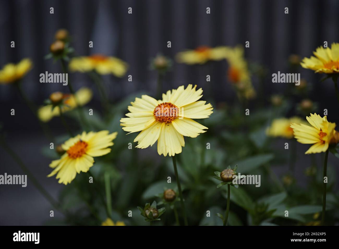 A closeup of star tickseed (Coreopsis pubescens) flowers Stock Photo ...