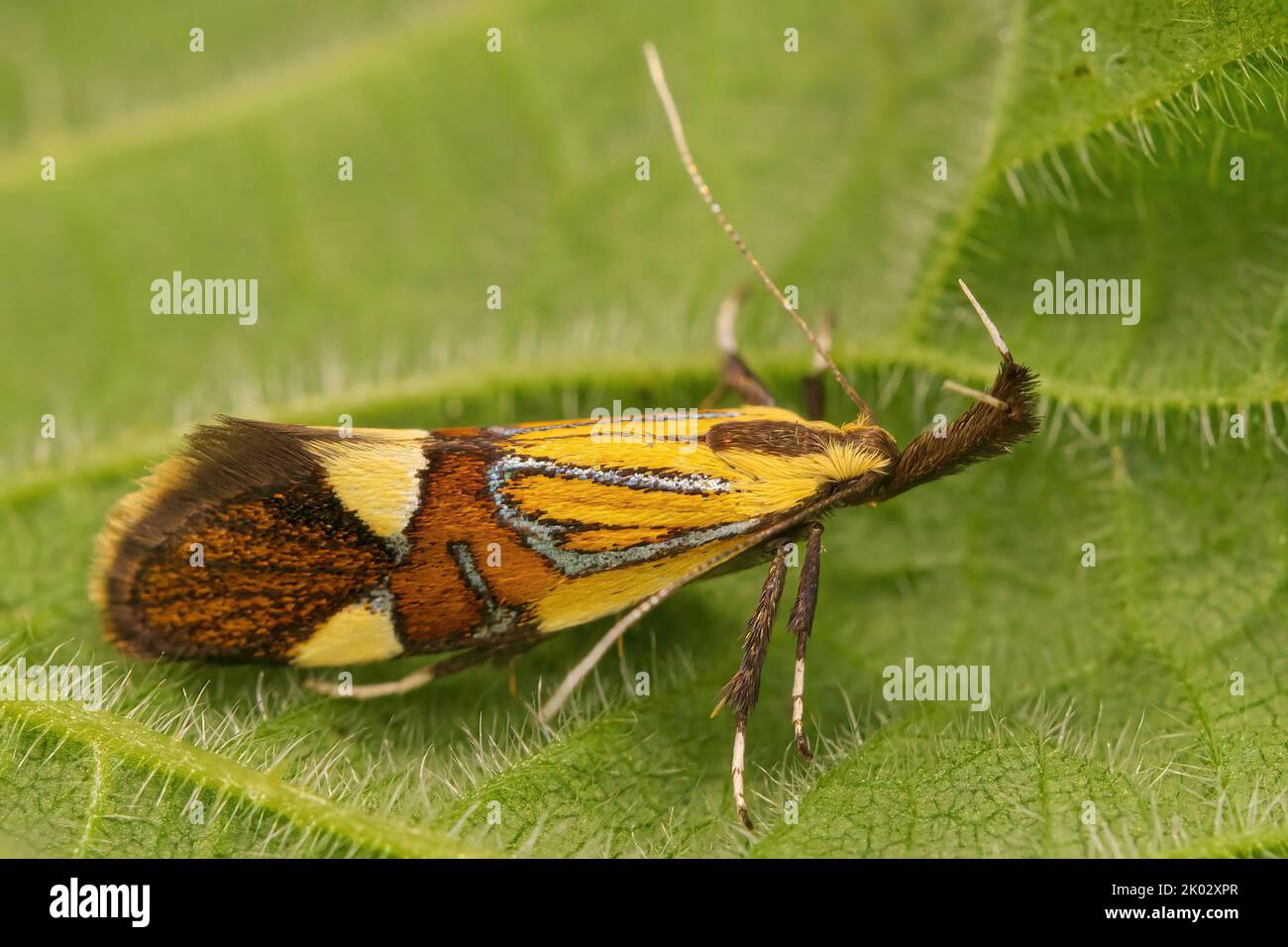 A macro of an Alabonia Geoffrella Moth on a leaf Stock Photo - Alamy