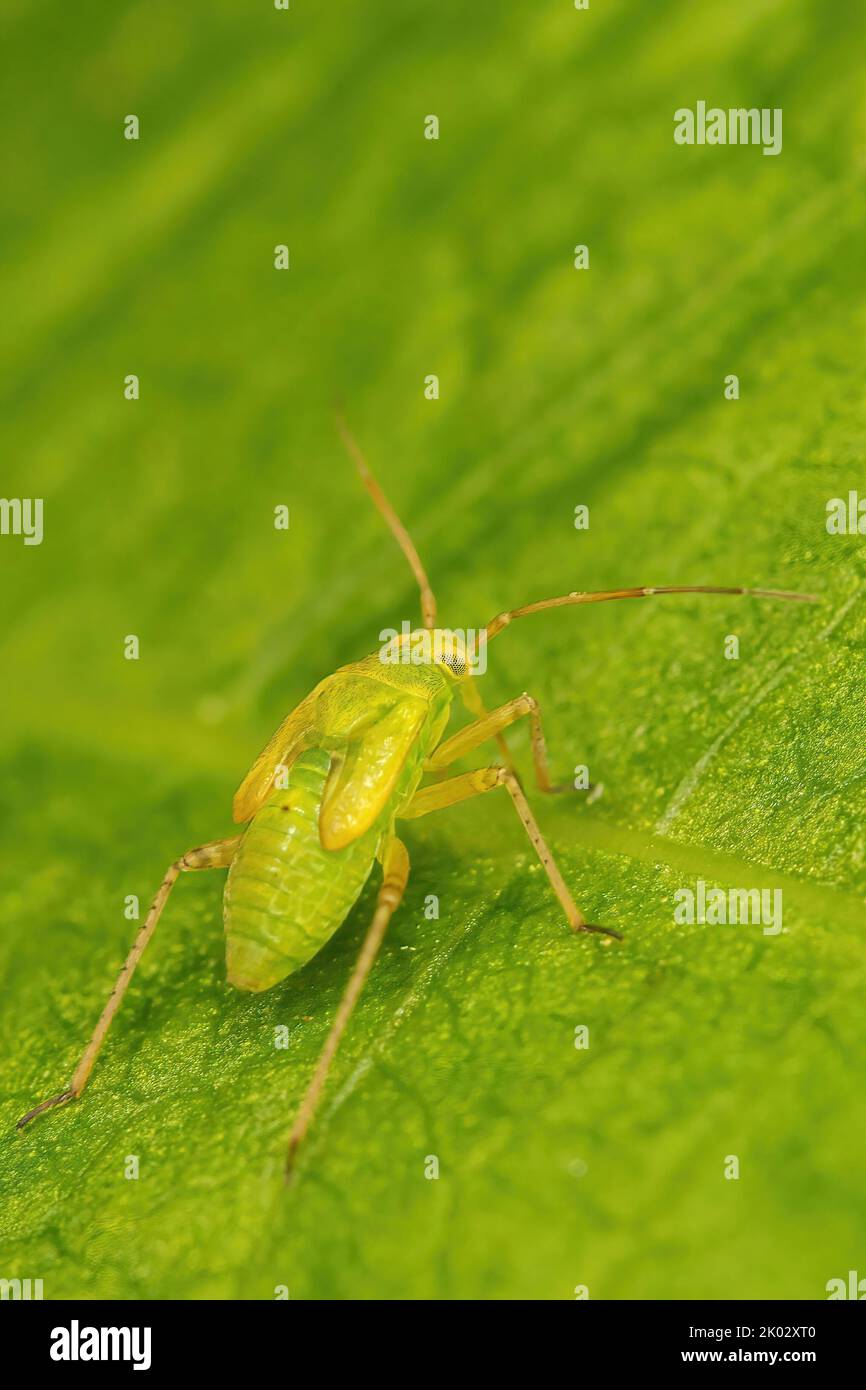 Capsid bug hi-res stock photography and images - Alamy