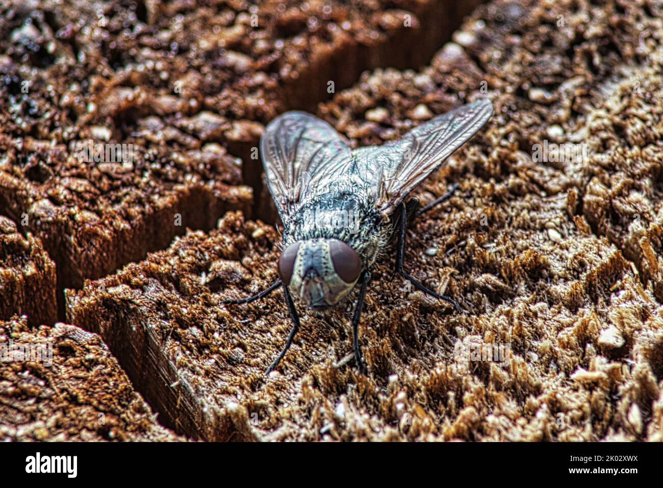 A closeup shot of a fly on the ground Stock Photo - Alamy