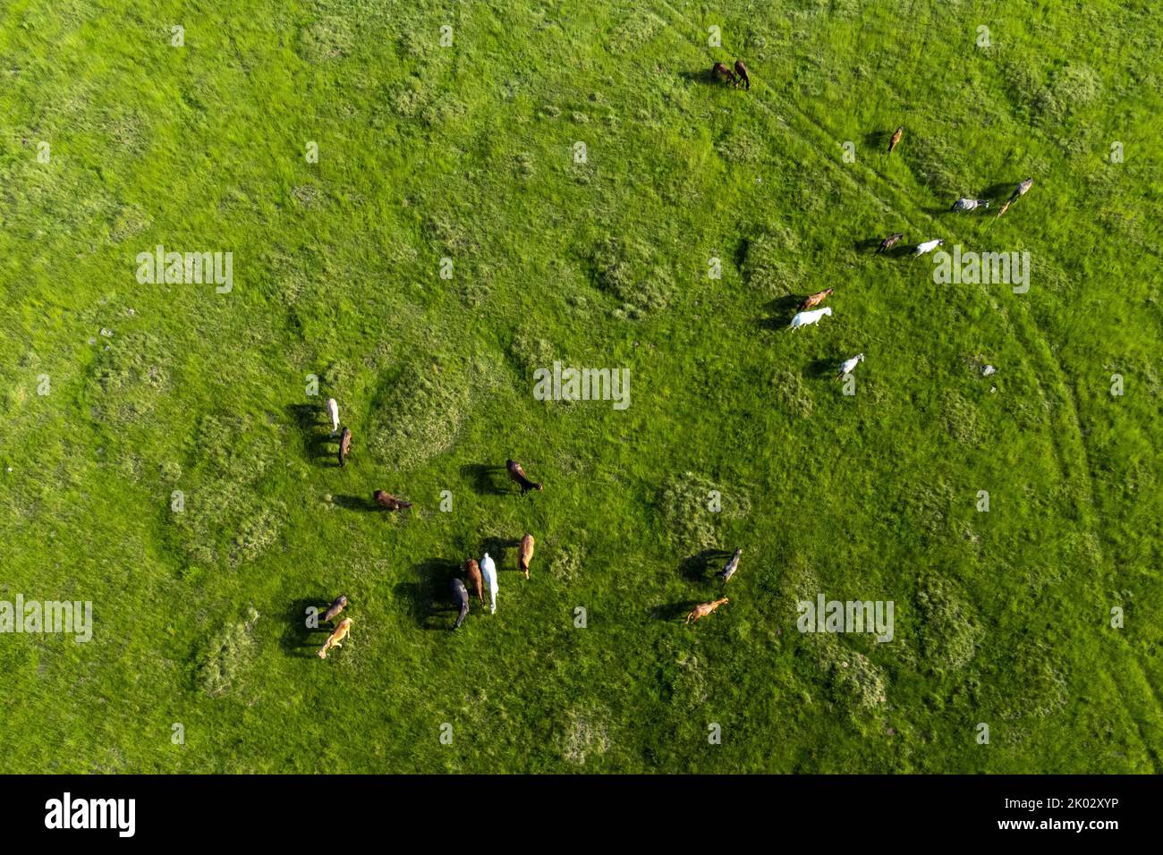 An aerial shot of horses grazing on a green field Stock Photo - Alamy