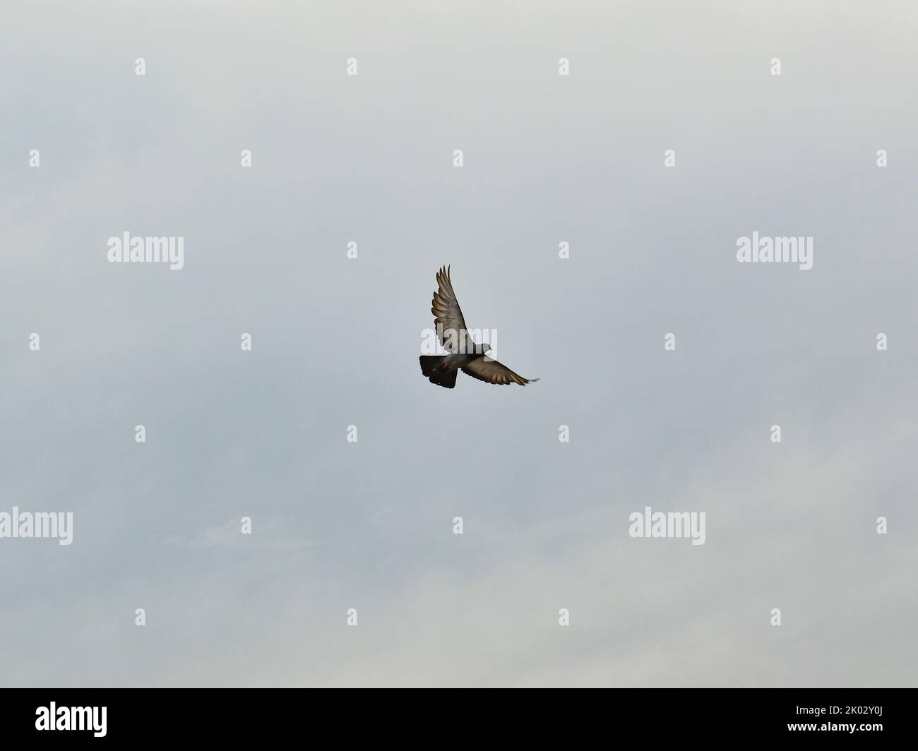 Messenger pigeon flying hi-res stock photography and images - Alamy