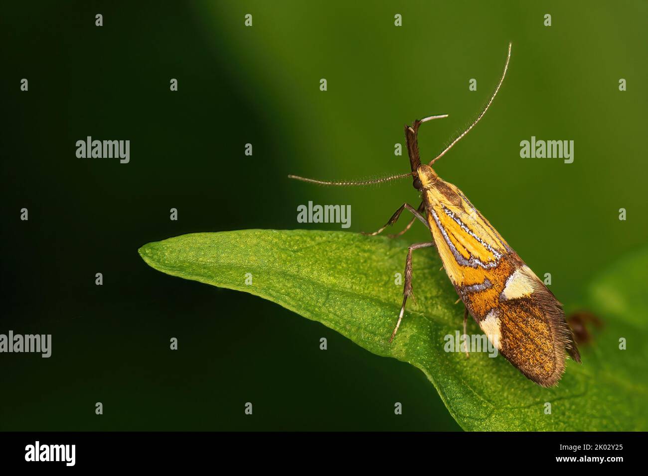 A macro of an Alabonia Geoffrella Moth on a leaf Stock Photo - Alamy
