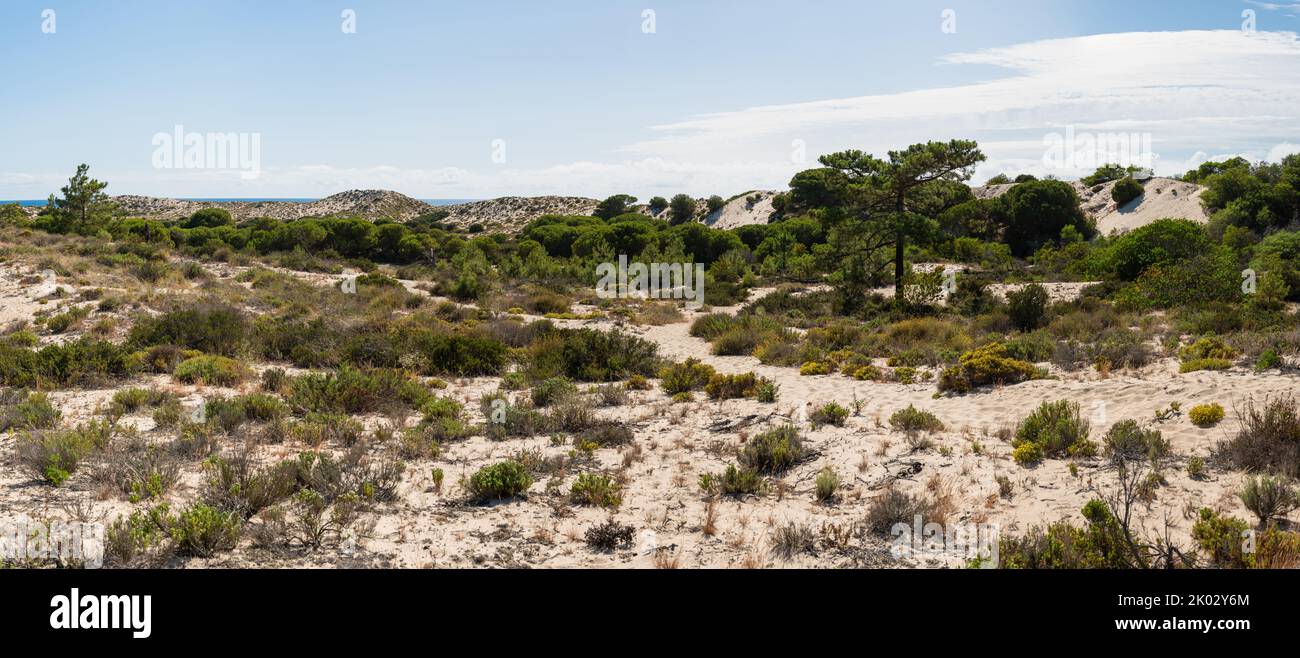 A panoramic shot of sandy ground covered in plants Stock Photo - Alamy