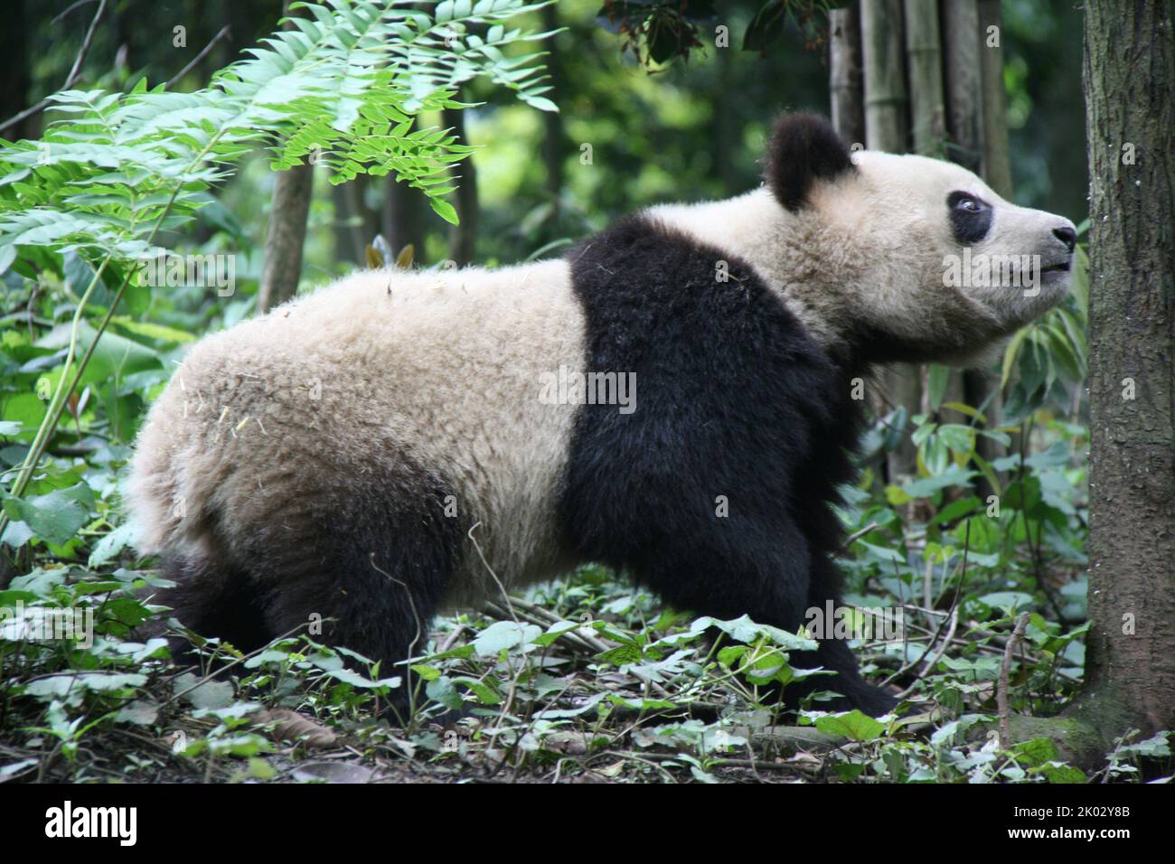 giant panda in china Stock Photo - Alamy