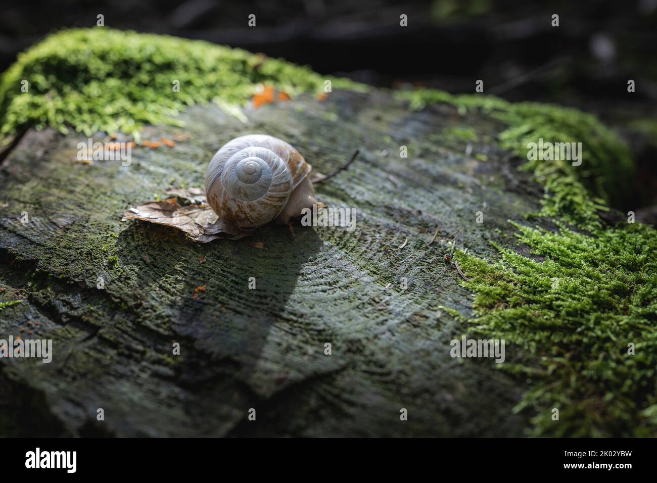 Snail on wooden trunk Stock Photo - Alamy