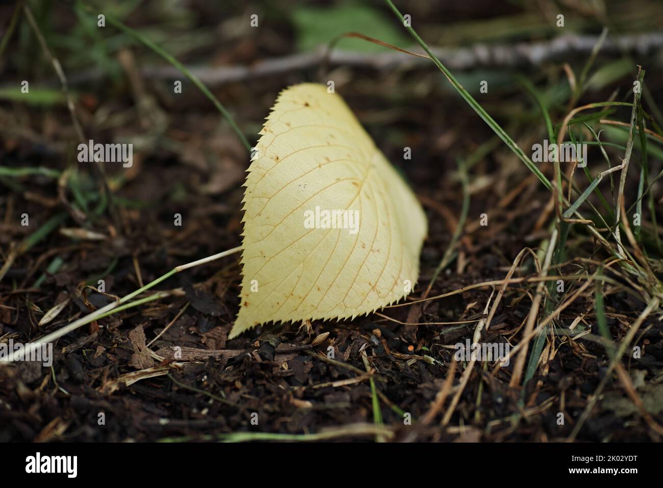 Silver vine hi-res stock photography and images - Alamy