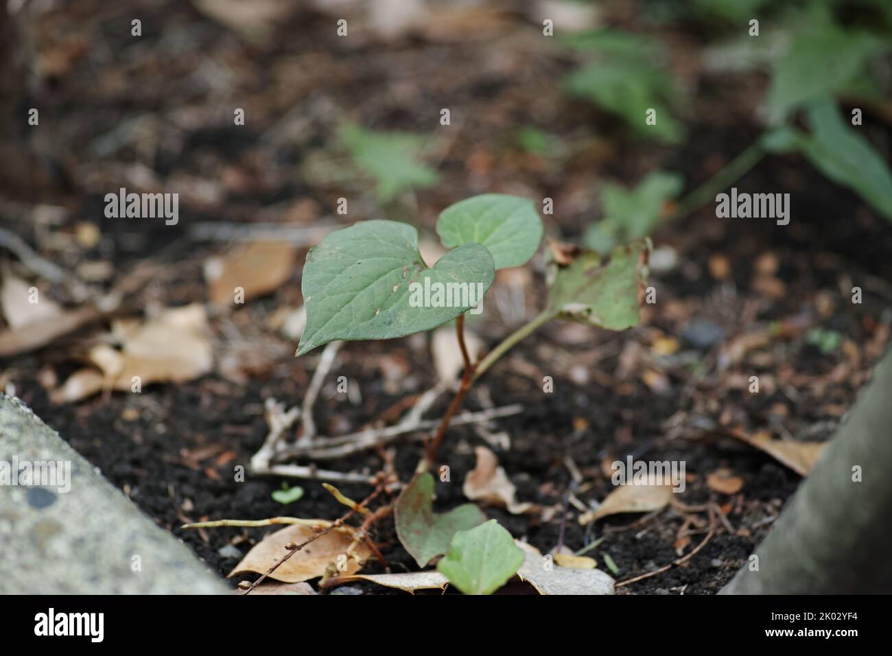 Closeup shot fish mint hi-res stock photography and images - Alamy