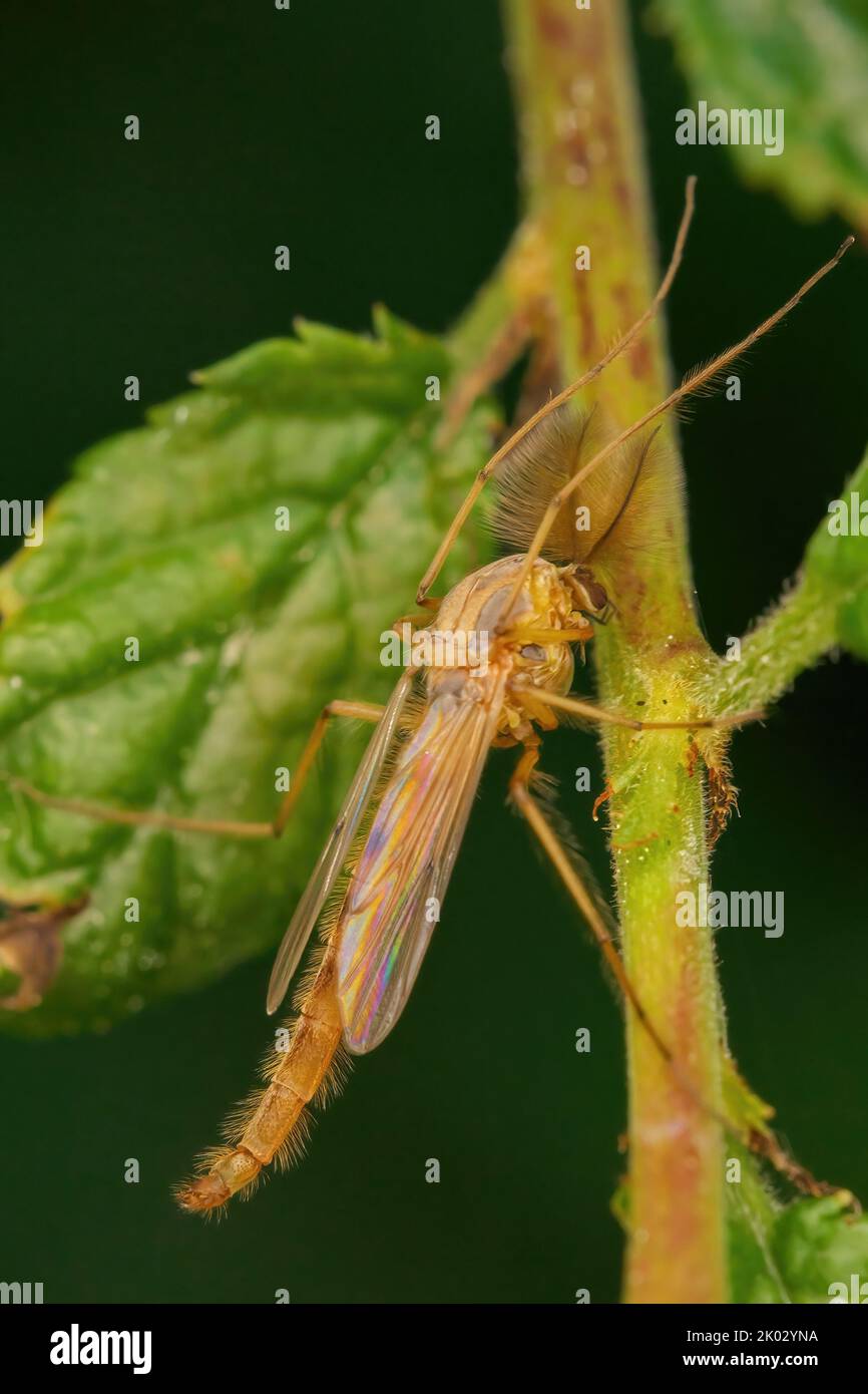 A vertical closeup of Non-biting midges on green plant stem Stock Photo ...