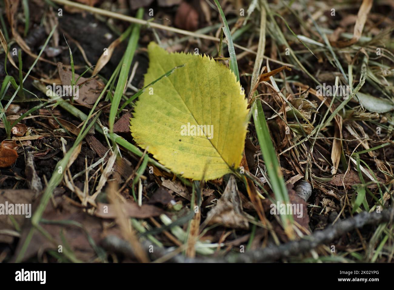Silver vine hi-res stock photography and images - Alamy