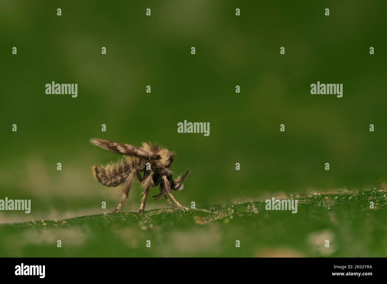 Moth fly psychodidae hi-res stock photography and images - Alamy