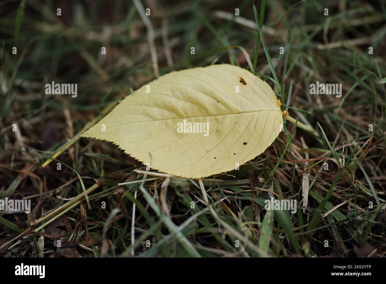 Silver vine leaf hi-res stock photography and images - Alamy