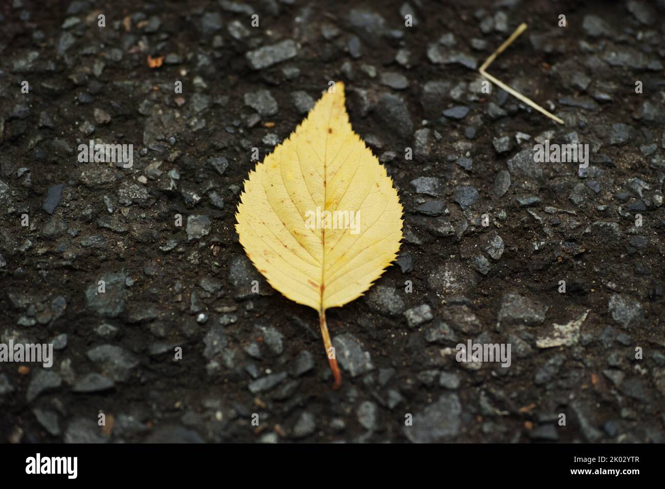 Silver vine hi-res stock photography and images - Alamy
