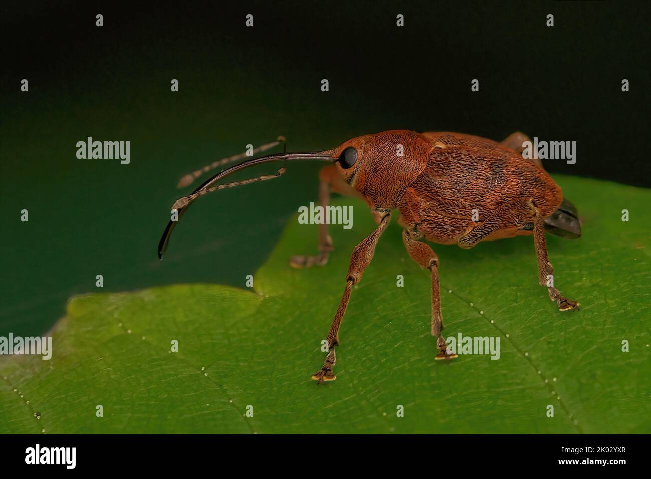 Acorn beetle hi-res stock photography and images - Alamy