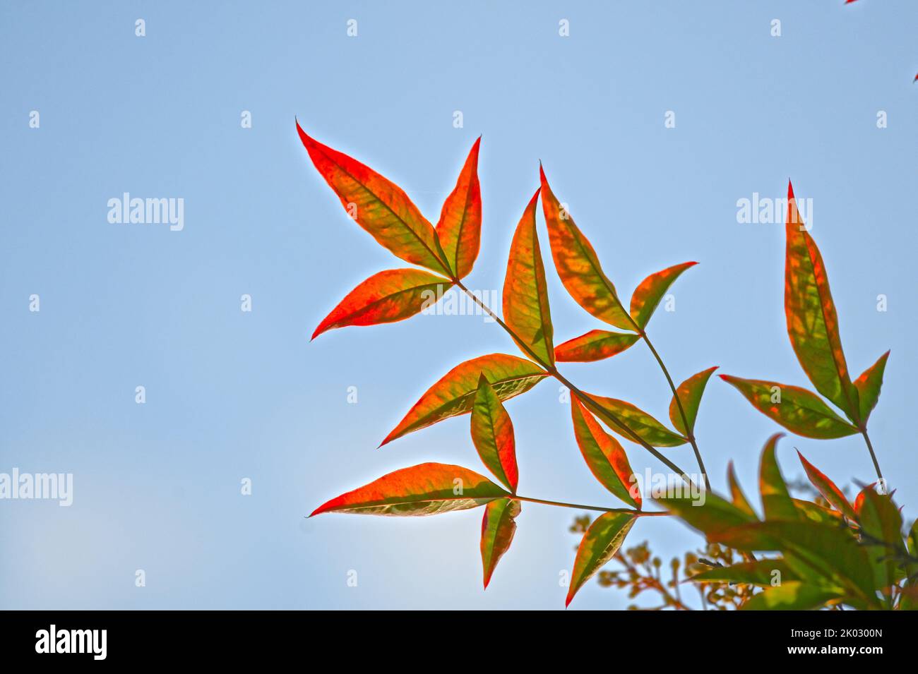 An orange leaves with a blue sky background Stock Photo - Alamy