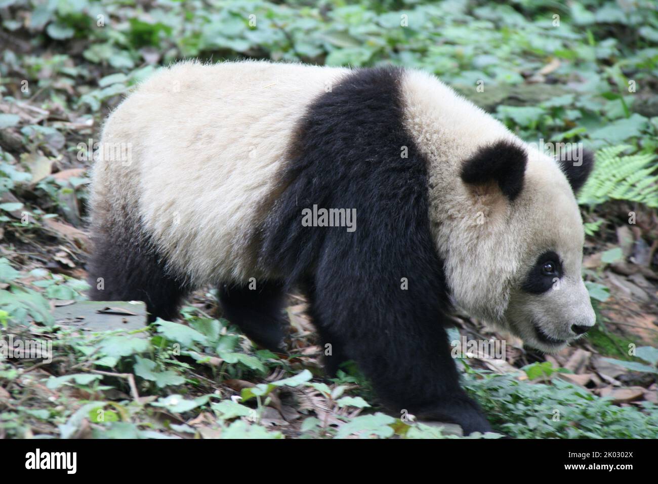 giant panda in china Stock Photo - Alamy