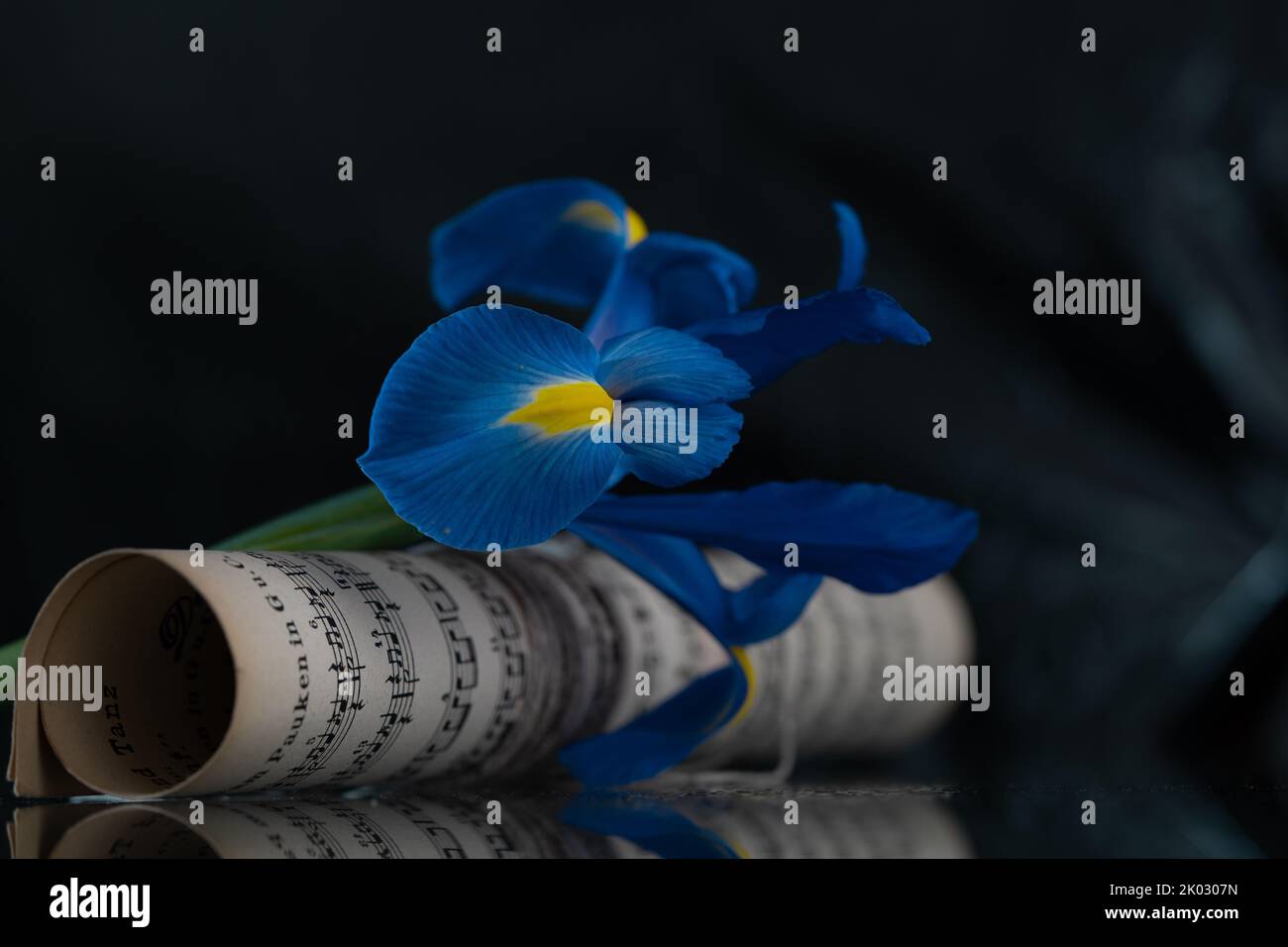 A blue iris flower on a roll of music note paper Stock Photo - Alamy