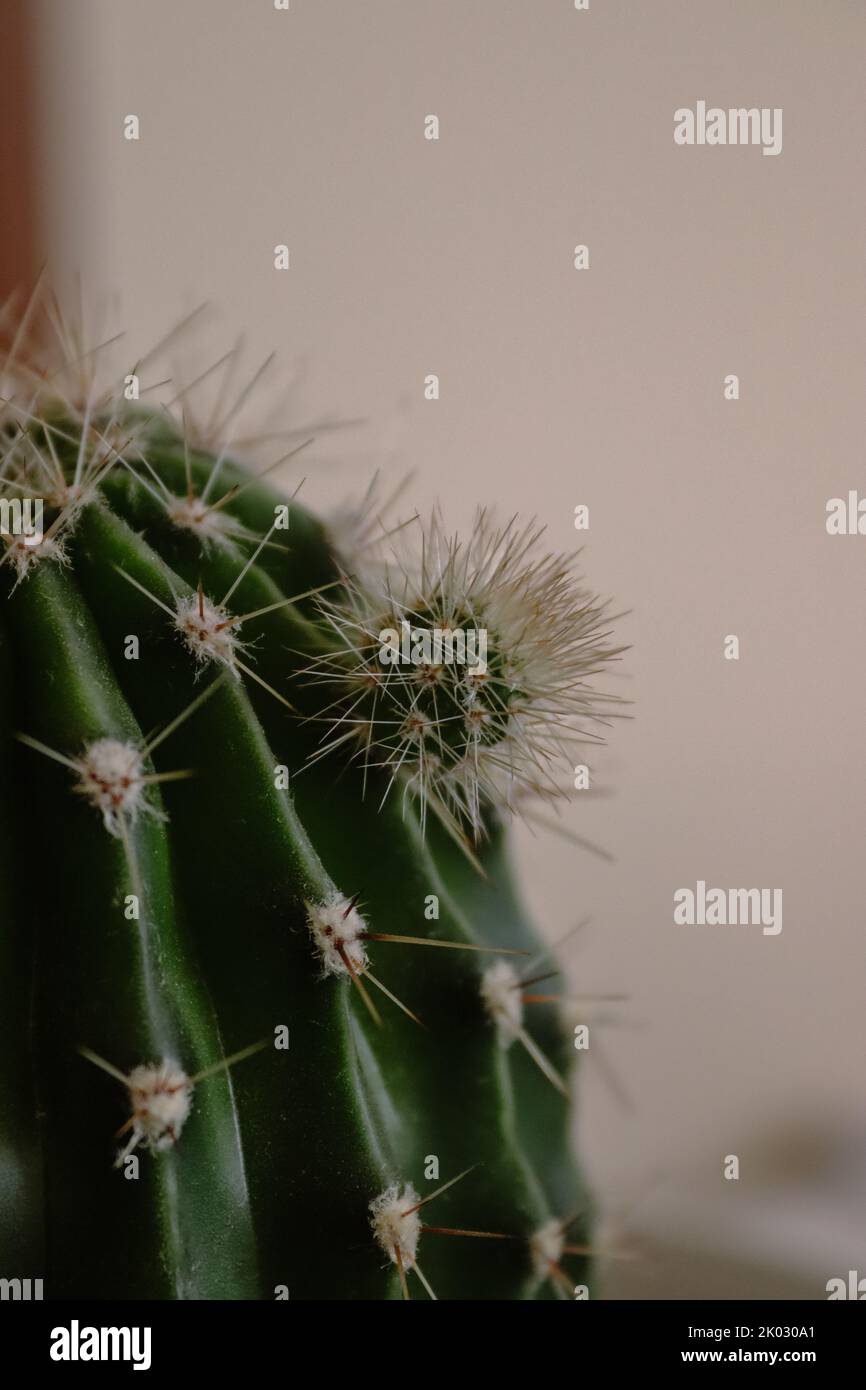 A vertical closeup of a small cactus growing on a big one Stock Photo ...