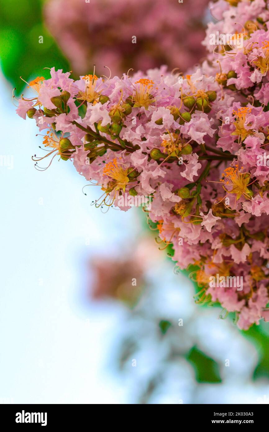 Myrtle tree branches hi-res stock photography and images - Alamy