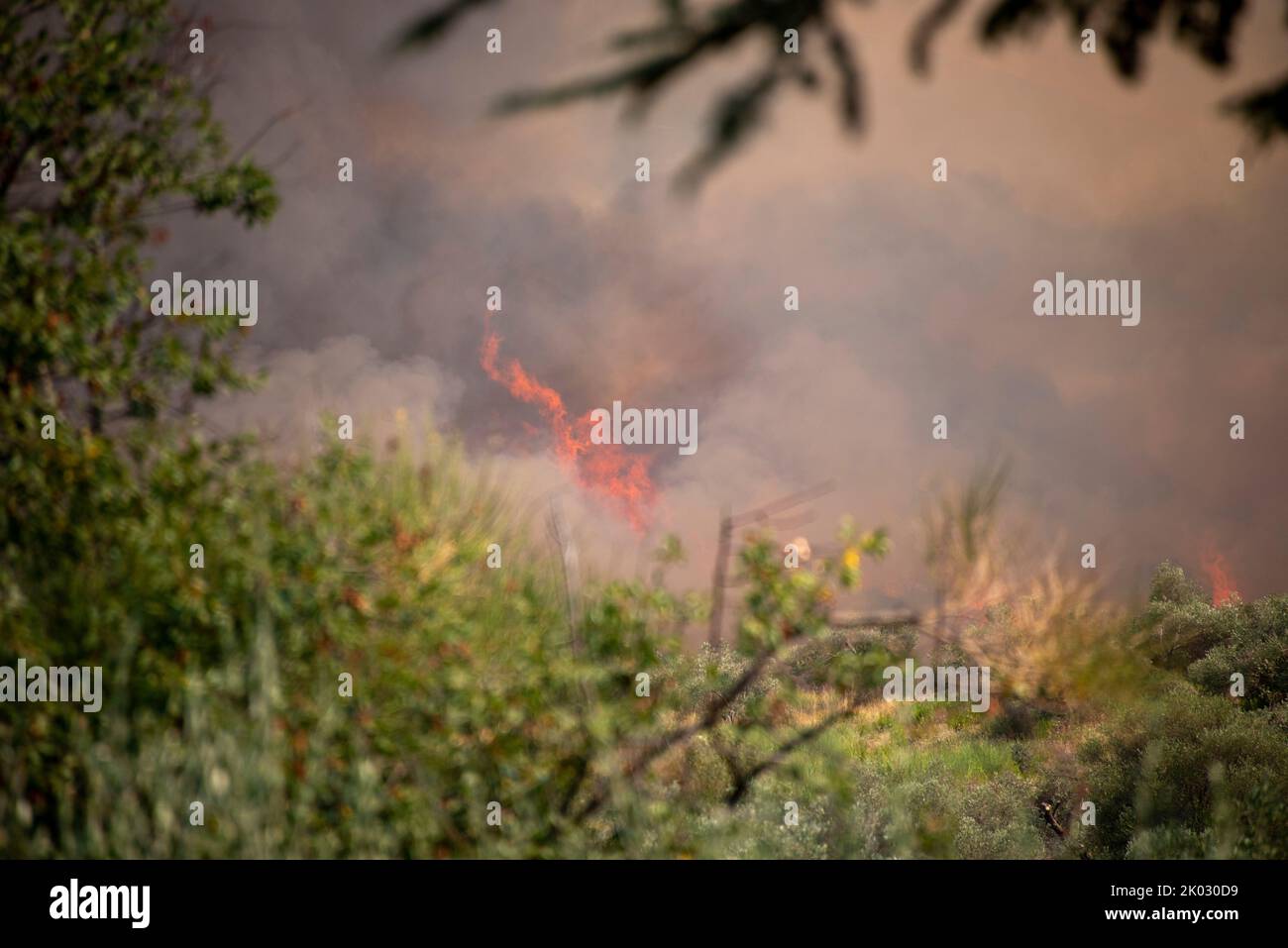 Olive tree flame hi-res stock photography and images - Alamy