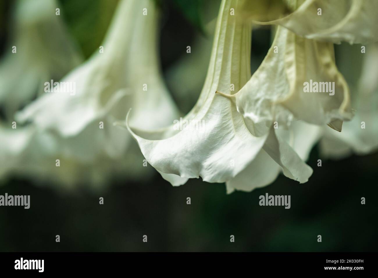 A closeup on White Angel Trumpet flowers hanging down Stock Photo - Alamy