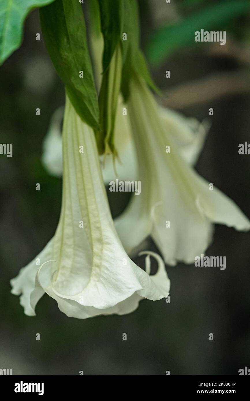 A closeup vertical on White Angel Trumpet flowers hanging down Stock ...