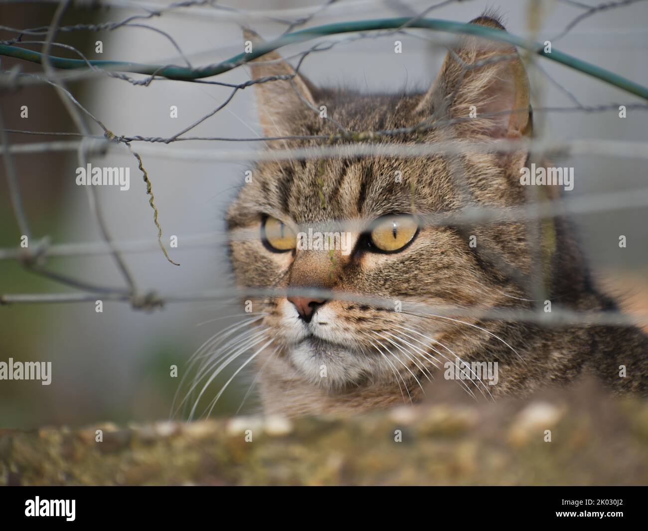 A closeup of a gray striped cat looking behind wires Stock Photo - Alamy