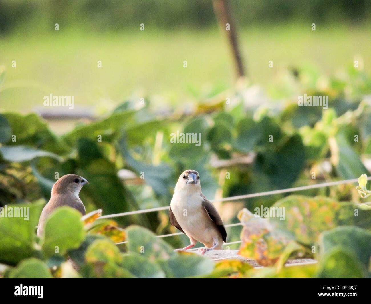Silverbills hi-res stock photography and images - Alamy