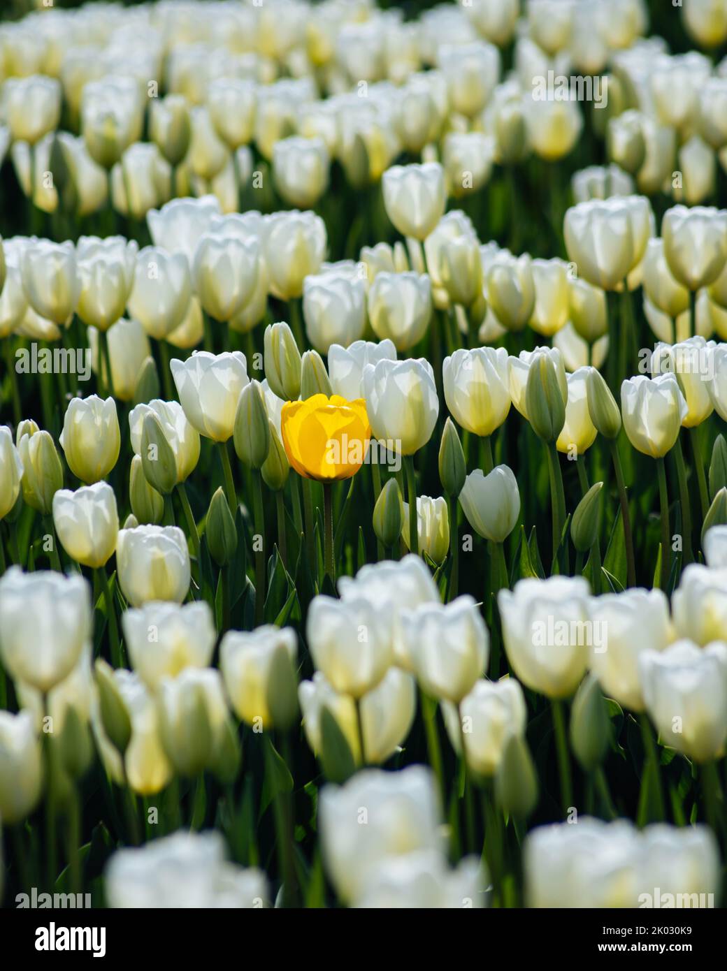 A single yellow tulip among white tulips Stock Photo - Alamy
