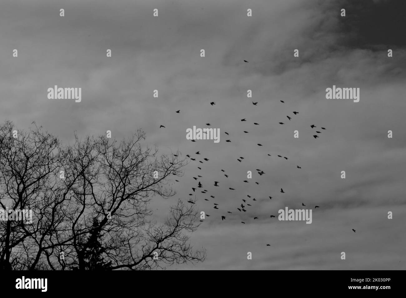 A grayscale of birds leaving the weathered tree branches Stock Photo ...