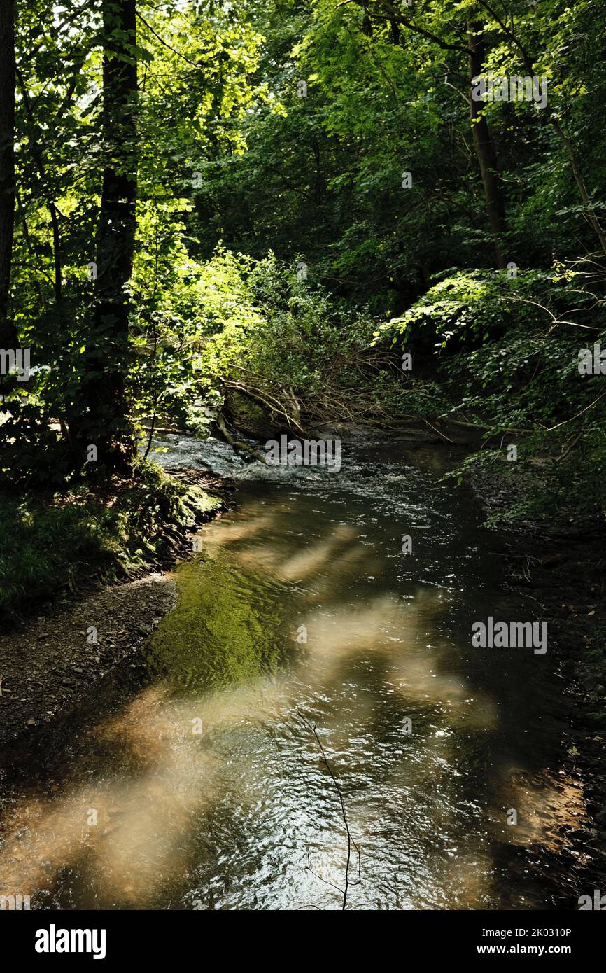 A river in the Neander valley near Mettmann town, Germany, vertical ...
