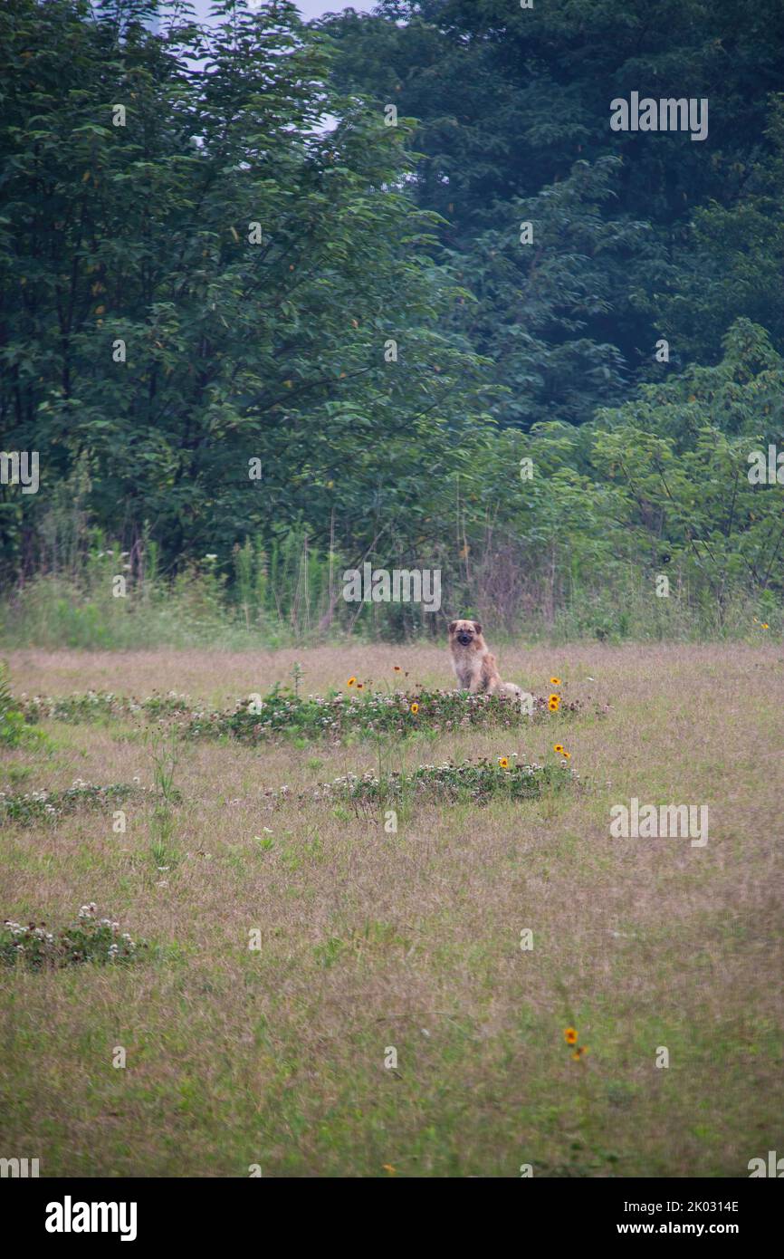 A vertical shot of a dog in a green area in Qinglonghu Park, Longquanyi ...