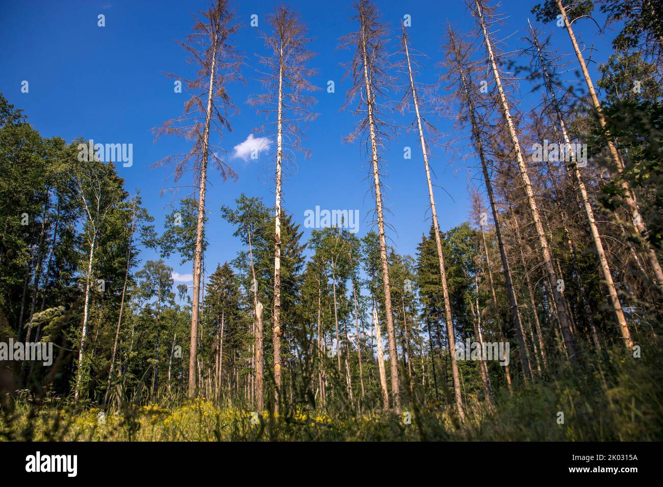 A forest of tall trees in Harz national park, Germany Stock Photo - Alamy