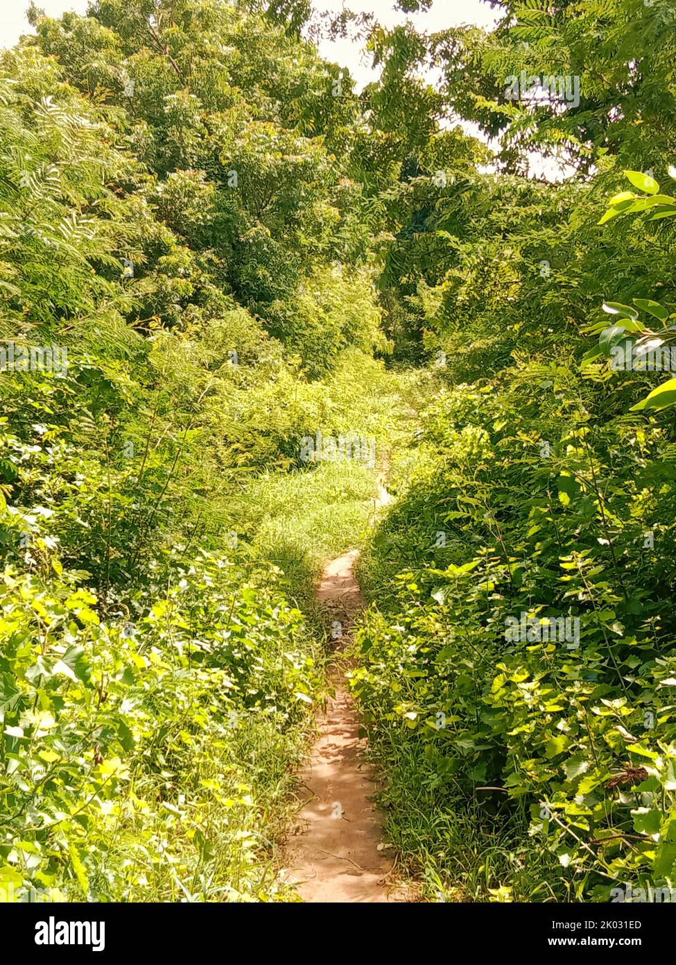 A walking path in the woods. walking Path in forest trees with natural ...