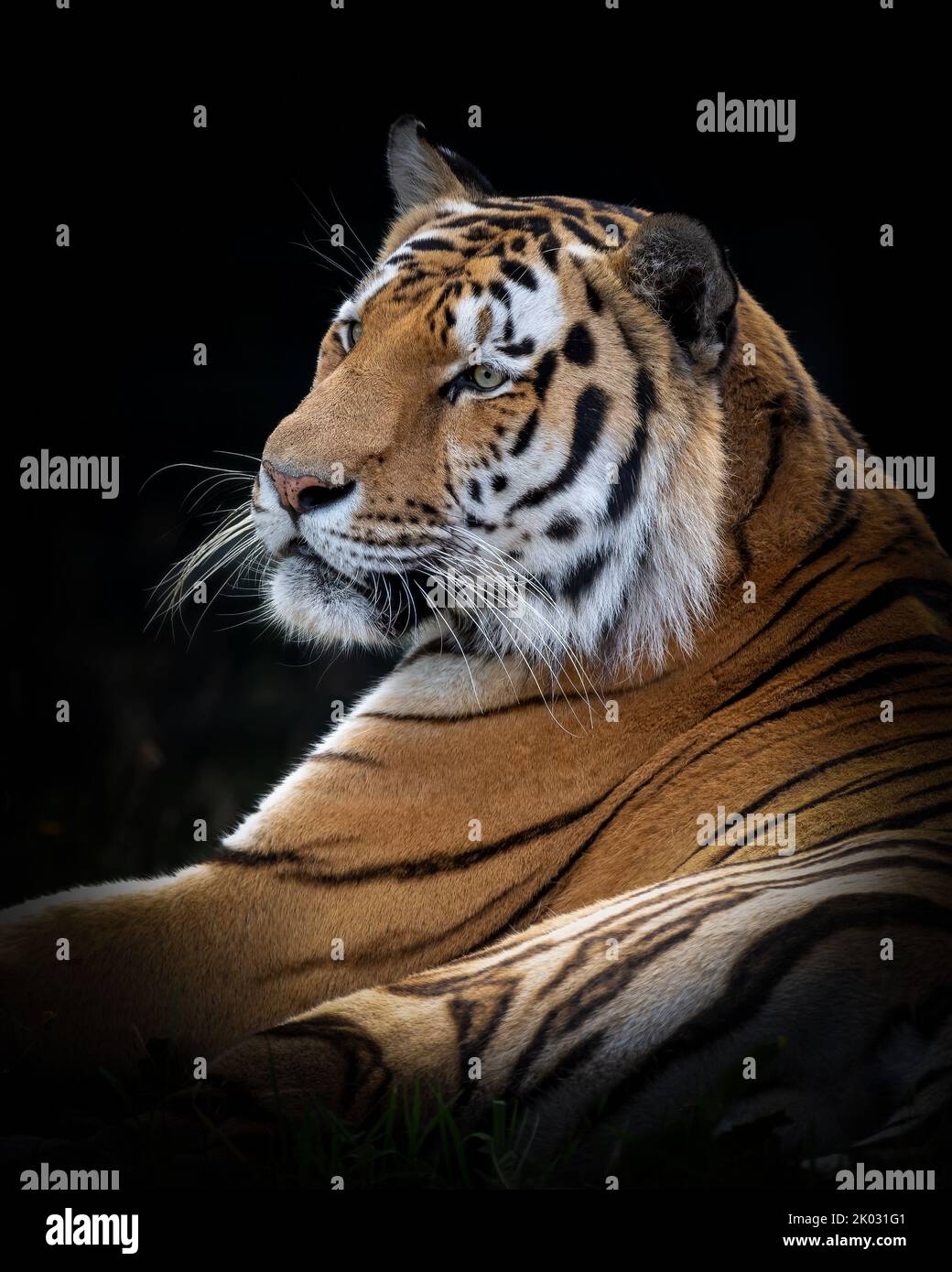 A selective focus shot of Siberian tiger Stock Photo - Alamy
