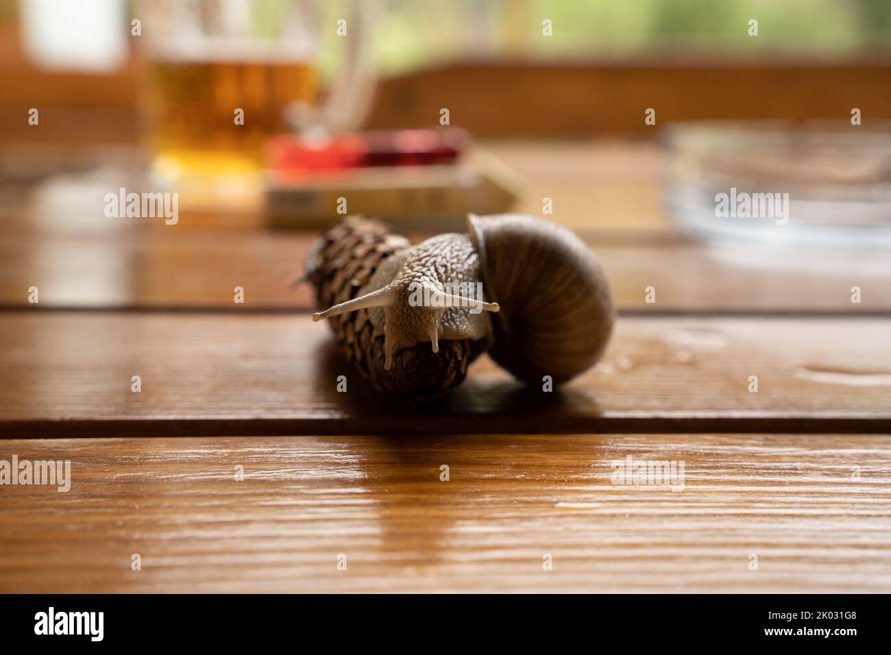 A closeup shot of a snail on a pine cone on a table Stock Photo - Alamy