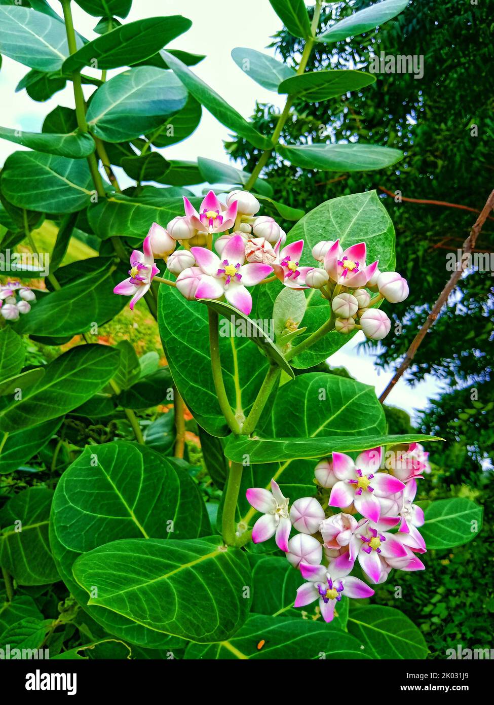 Aak flower hi-res stock photography and images - Alamy