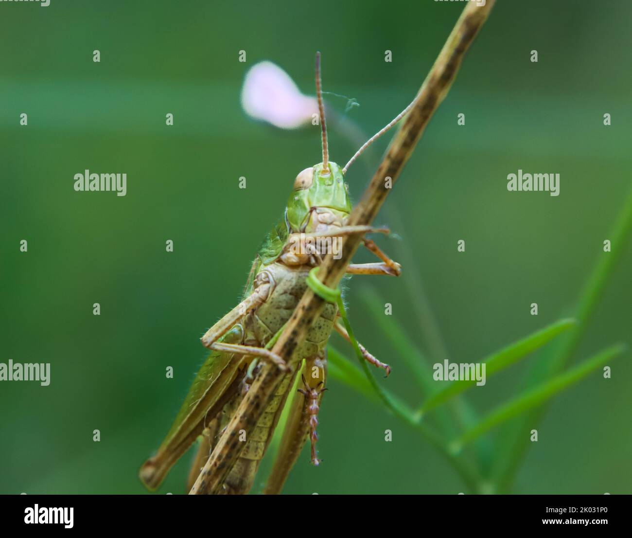 A shallow focus shot of a common green grasshopper (Omocestus viridulus ...