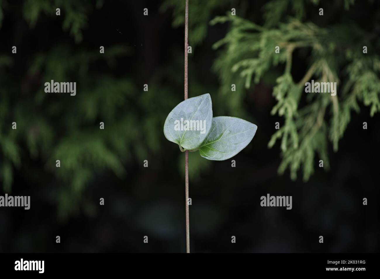Leaves hanging from stem hi-res stock photography and images - Alamy