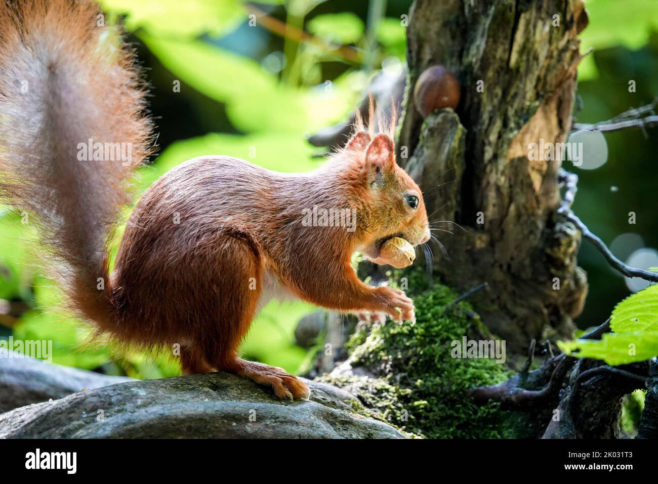 A closeup shot of a cute squirrel eating a nut on a tree branch in the ...