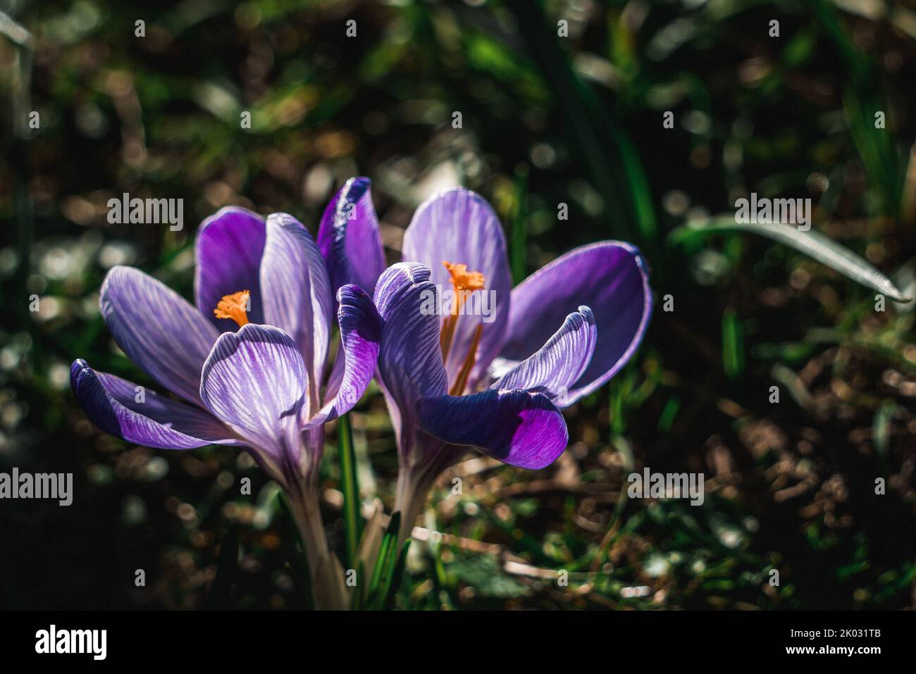 A close up shot of two autumn crocus flowers Stock Photo - Alamy