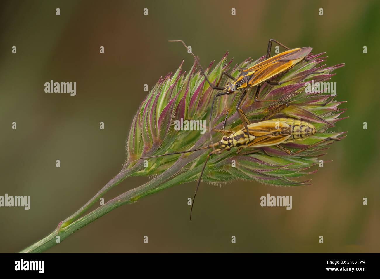 The A Lucerne Bugs on a plant Stock Photo - Alamy