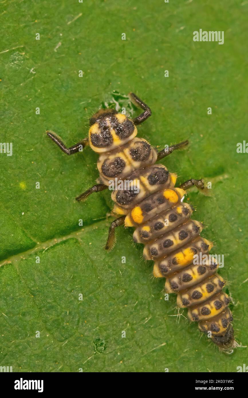 A vertical shot of ten-spot ladybird larvae on a green leaf Stock Photo ...