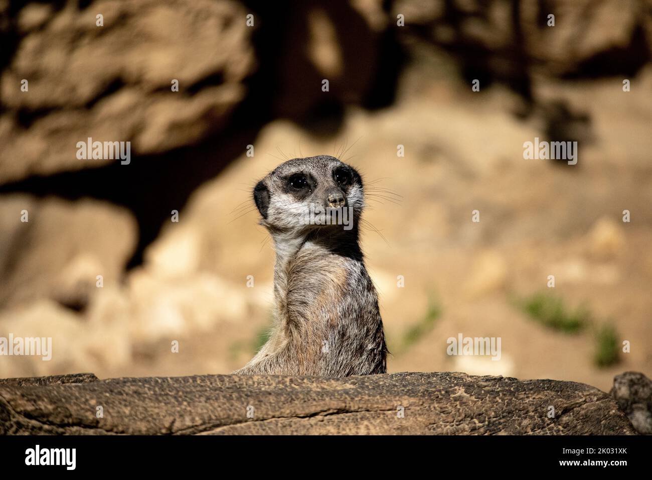 A closeup shot of a meerkat in a blurred background of a desert Stock ...