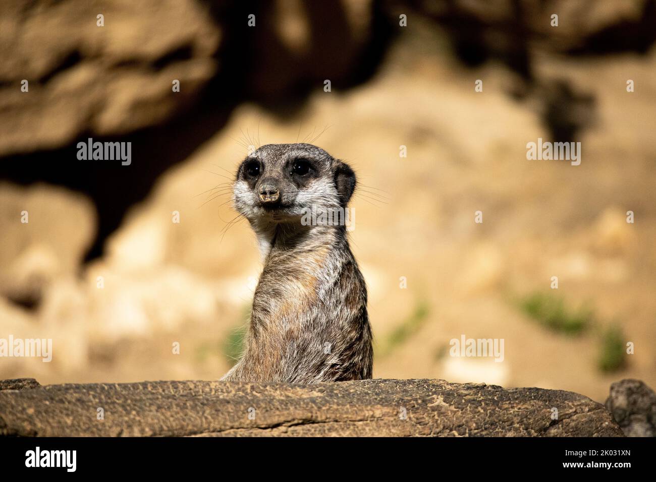 A closeup shot of a meerkat in a blurred background of a desert Stock ...