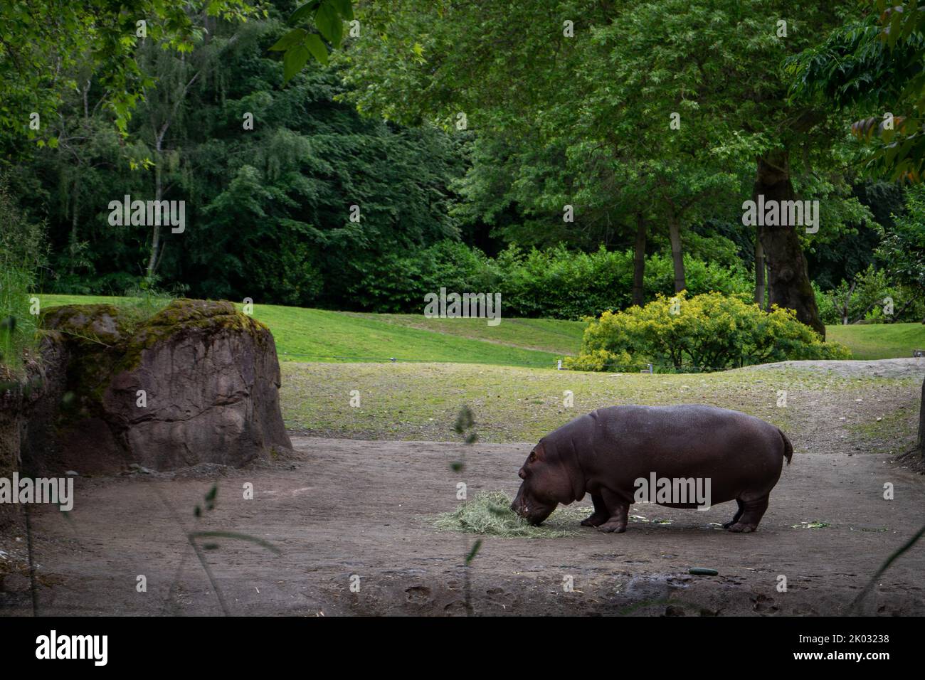 Inside a hippopotamus hi-res stock photography and images - Alamy