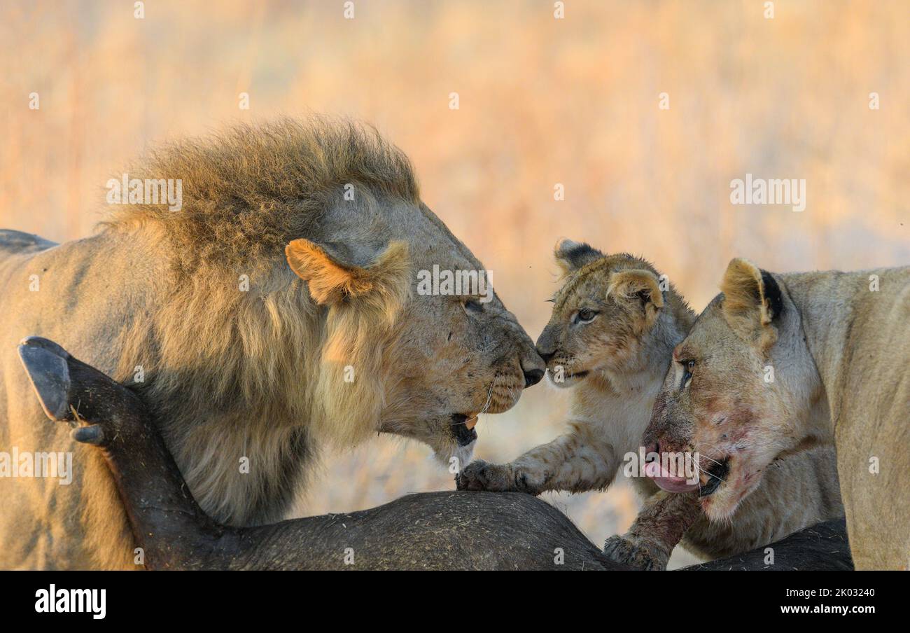 Lion cub eating prey hi-res stock photography and images - Alamy