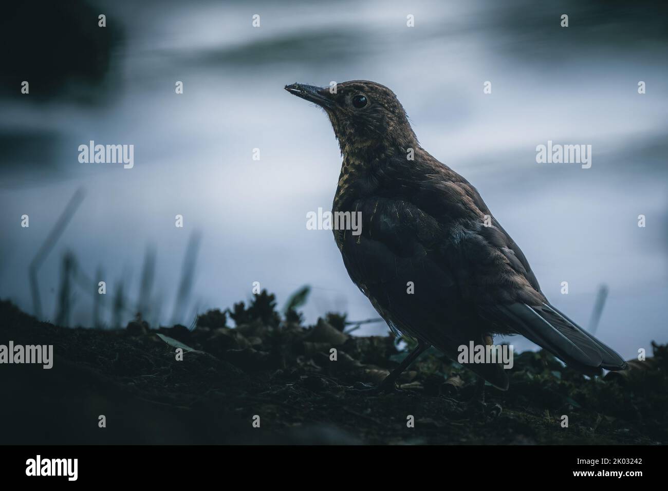 A closeup of a cute Common blackbird on grass Stock Photo - Alamy
